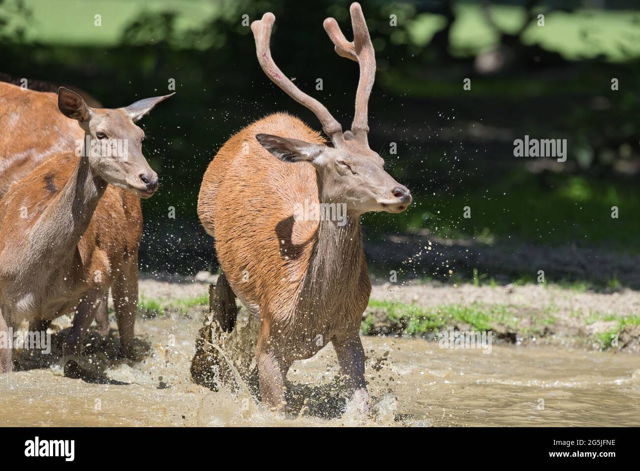 Hirsch, Damhirsch, Hirschkuh, Female, close up, Dama dama, brown, braun ...