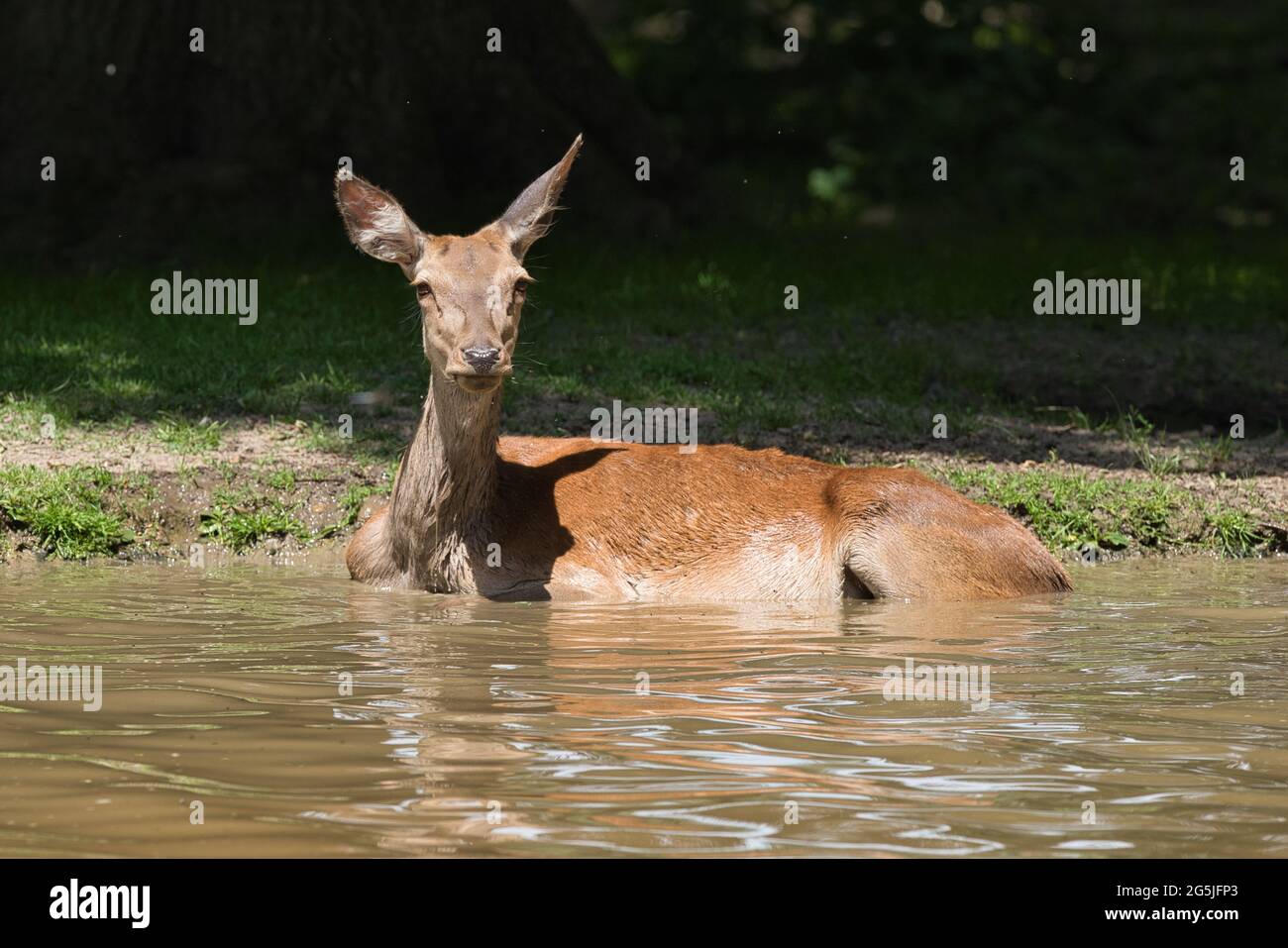 Hirsch, Damhirsch, Hirschkuh, Female, close up, Dama dama, brown, braun ...