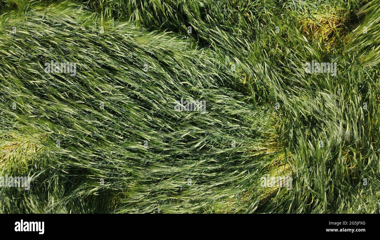 Lodged cereals after storm and hail. Ripening rye. Has suffered from ...