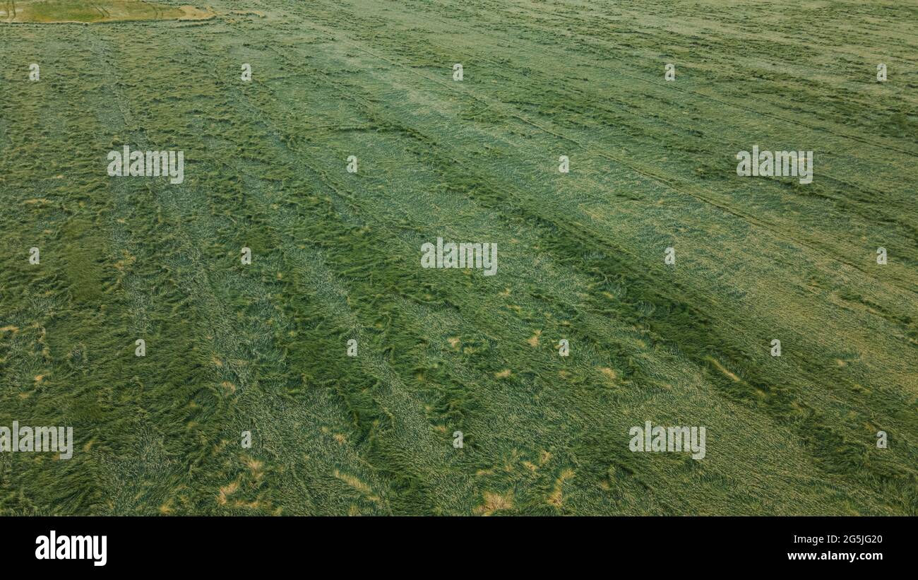 Lodged cereals after storm and hail. Ripening rye. Has suffered from ...