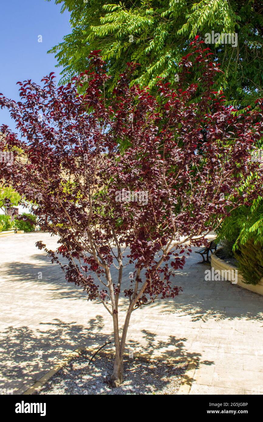 Color ciruela color ciruela hi-res stock photography and images - Alamy