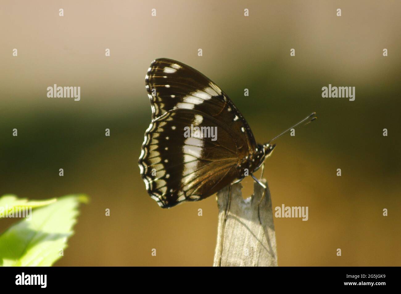 Butterfly worm hi-res stock photography and images - Alamy