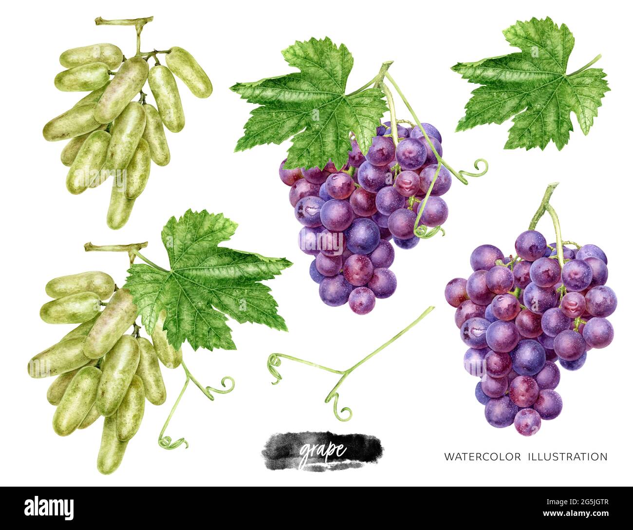 Grape watercolor illustration isolated on white background Stock Photo ...