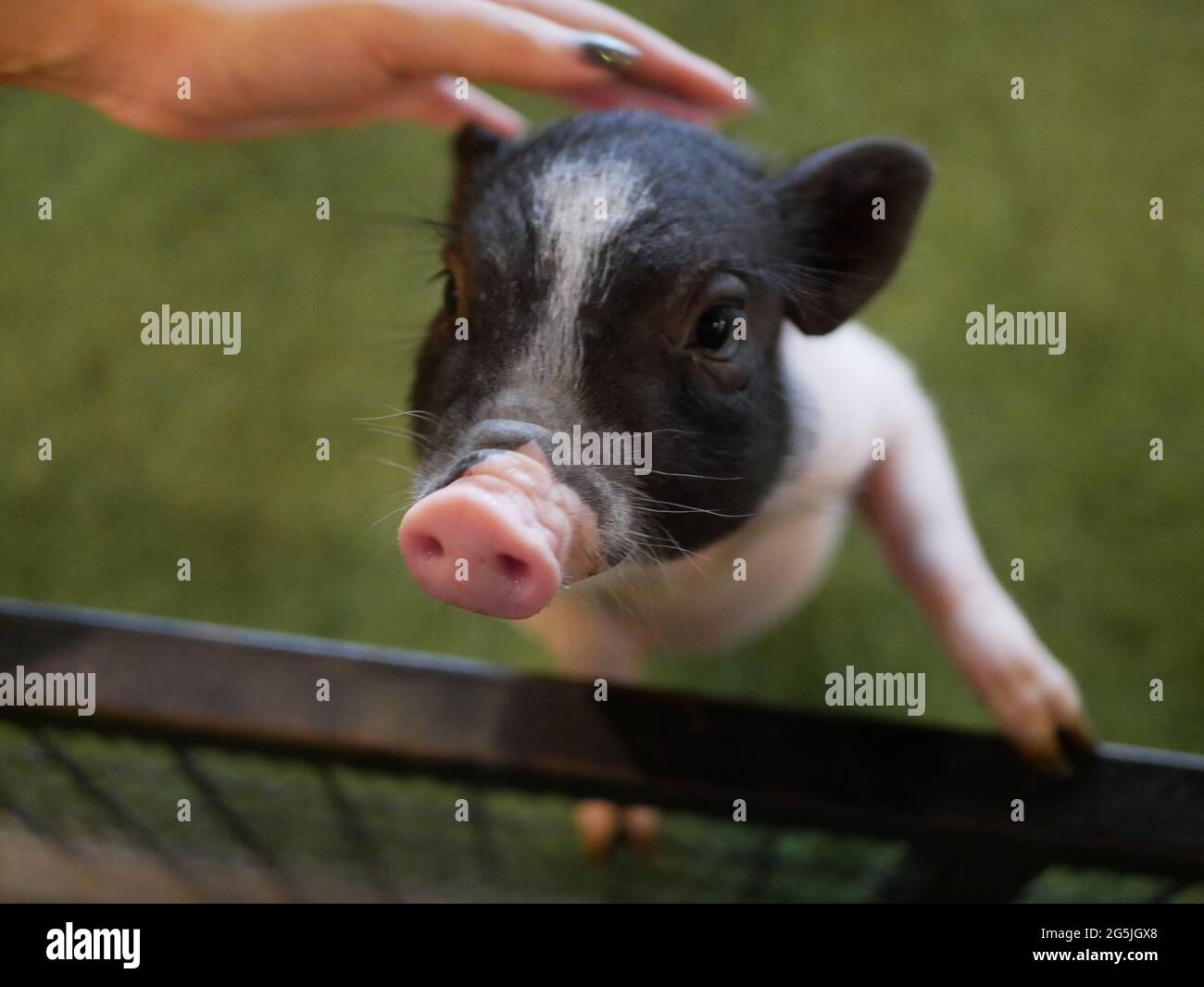 Cute piglet in a pen Stock Photo - Alamy