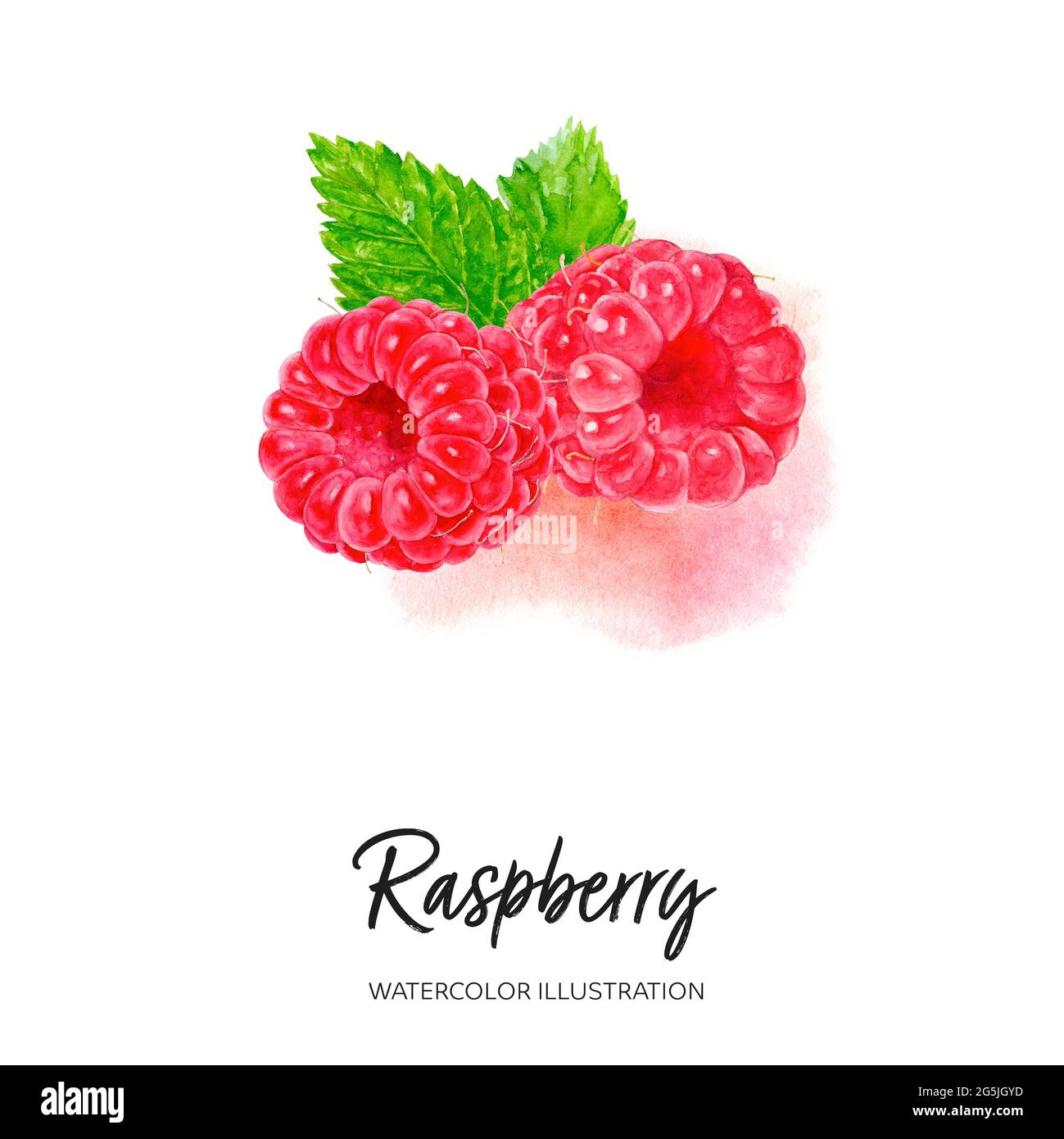 Raspberry watercolor illustration isolated on splash background Stock ...