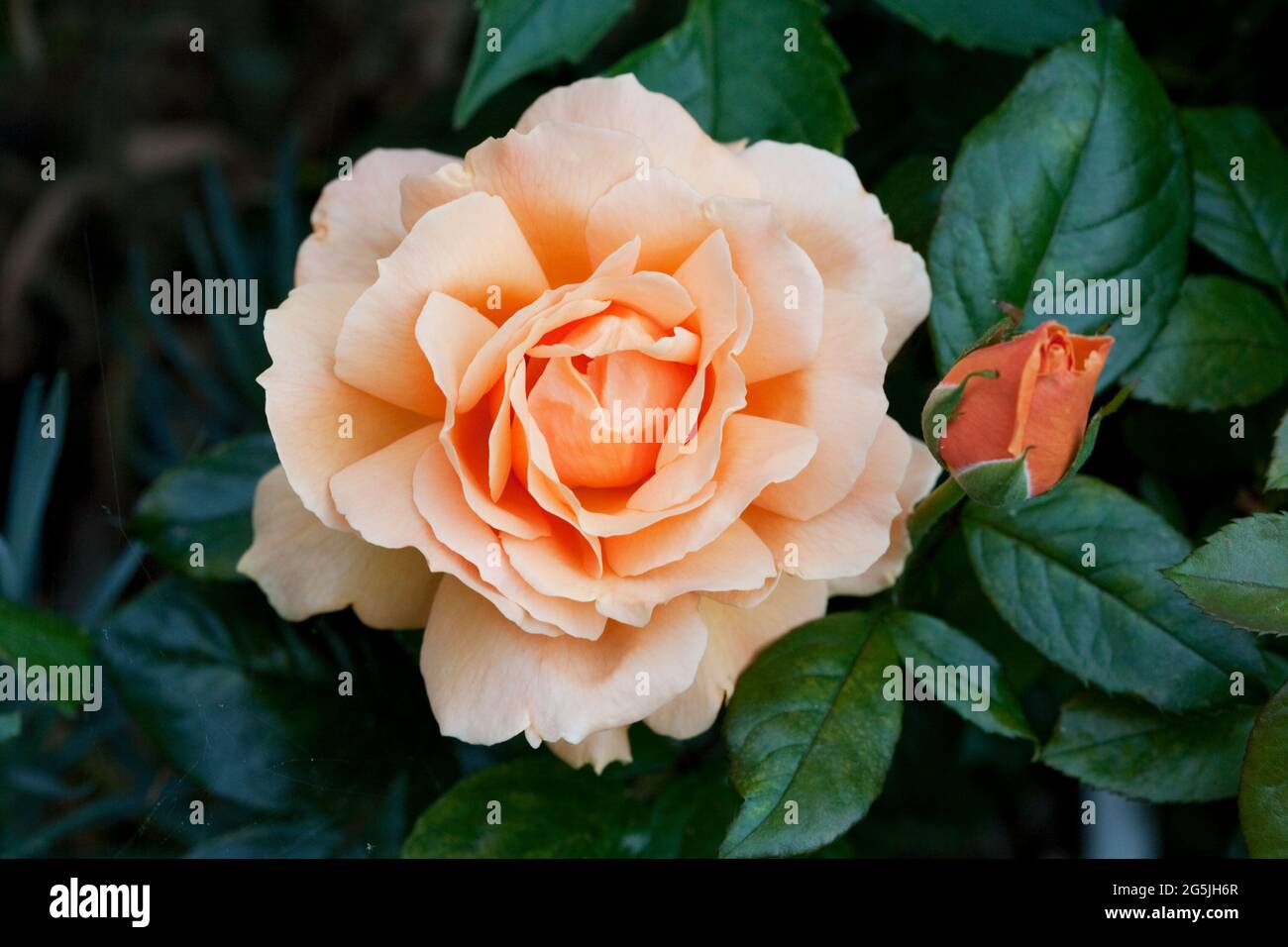 Rosa 'Indian Summer' Stock Photo - Alamy