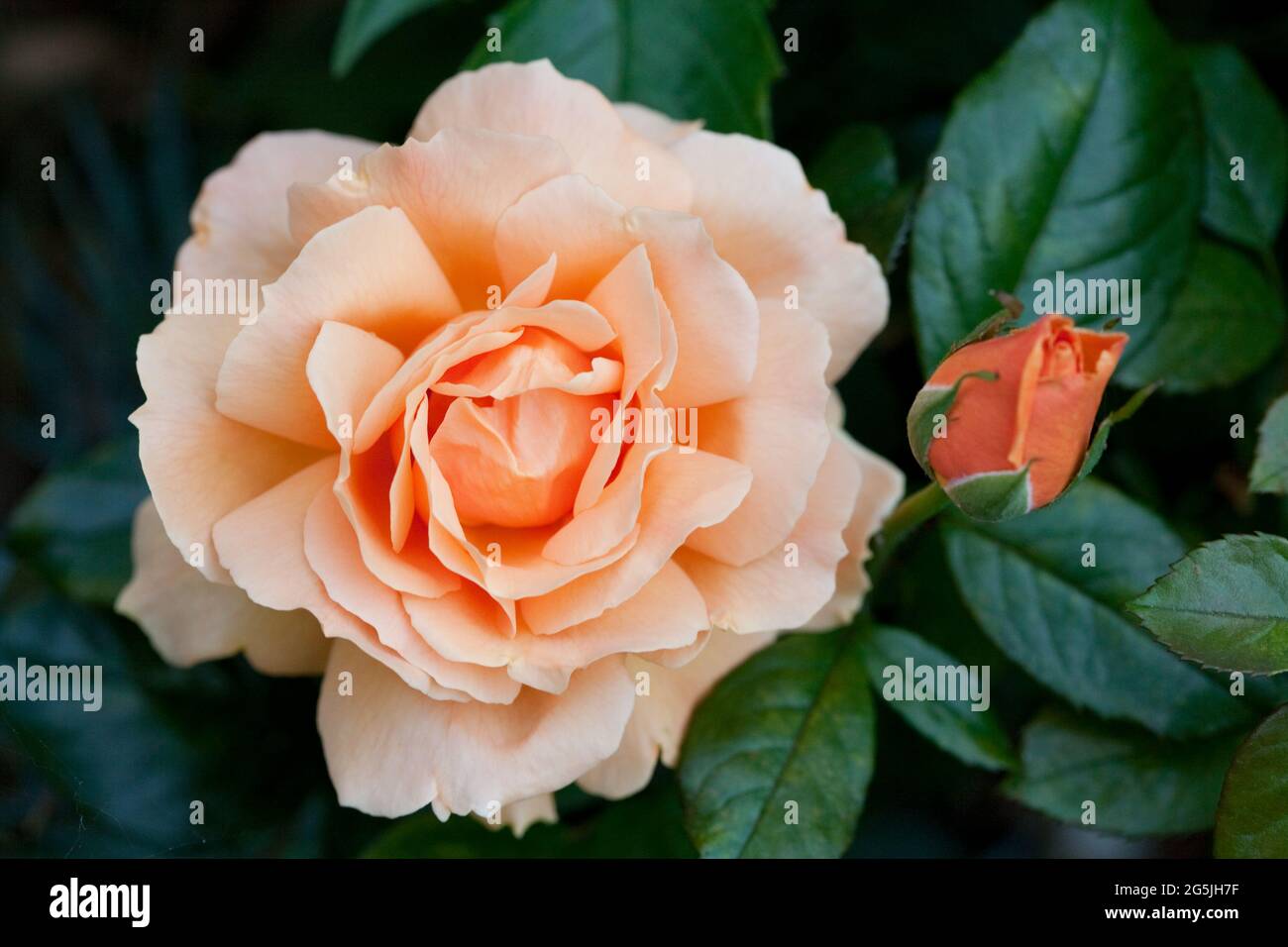 Rosa 'Indian Summer' Stock Photo - Alamy