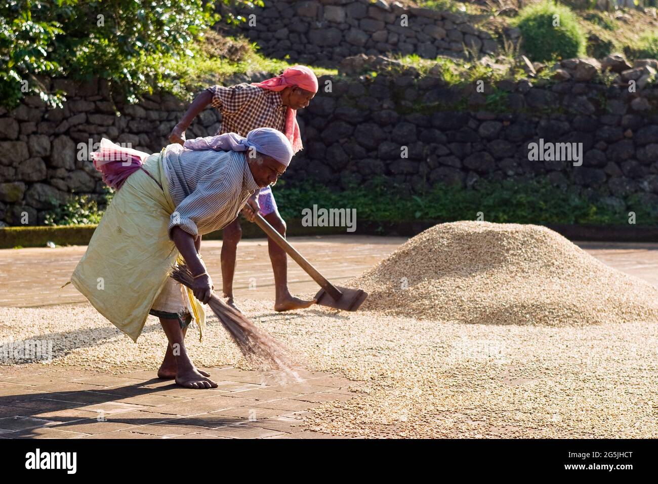 Coffee beans drying, Kerala, India Stock Photo - Alamy