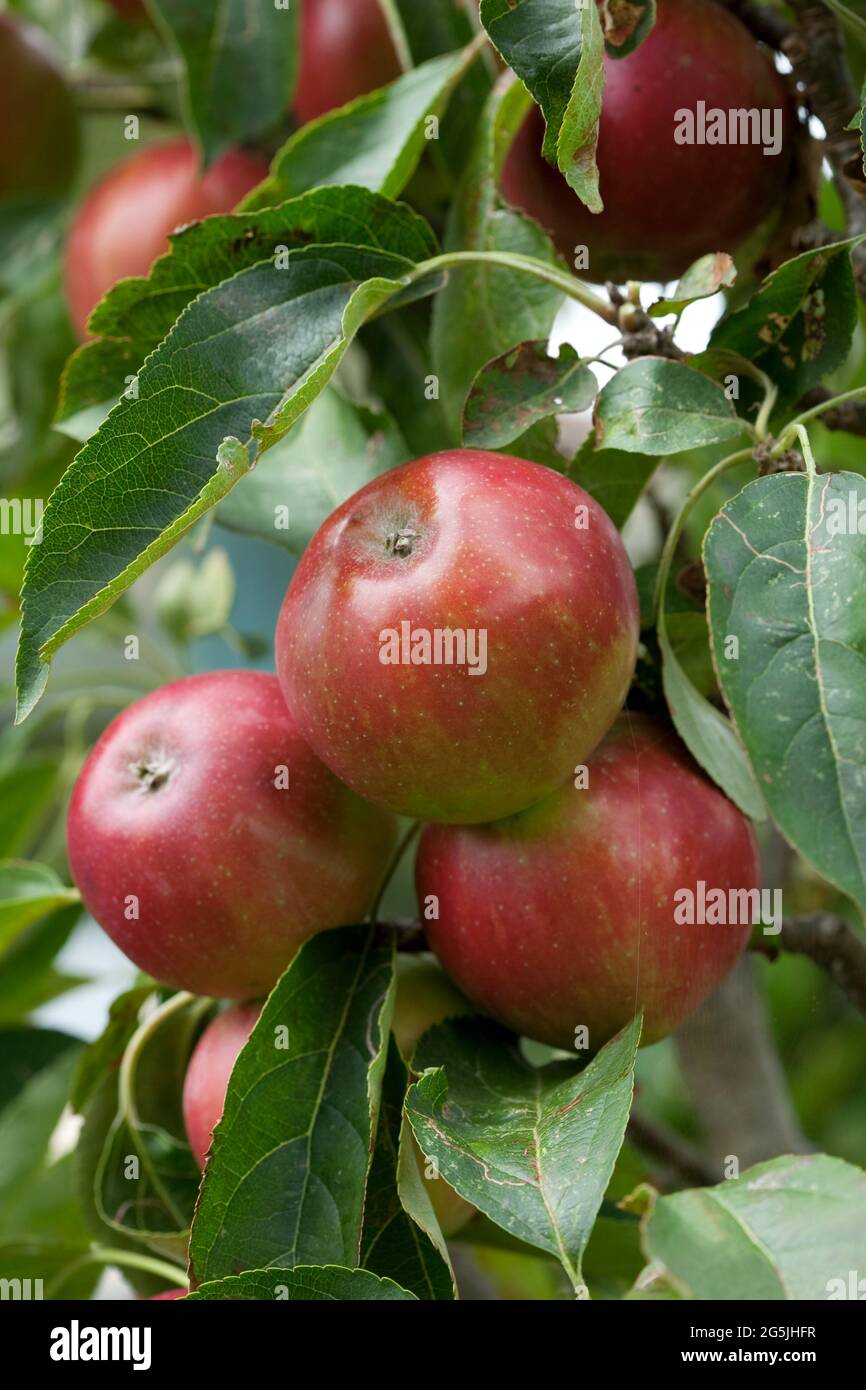Ballerina apple tree 'Waltz', syn. 'Telamon' Stock Photo - Alamy