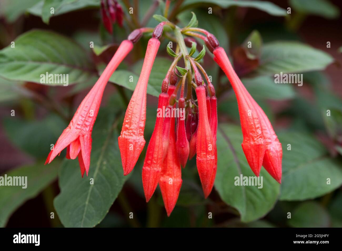 Fuchsia koralle hi-res stock photography and images - Alamy
