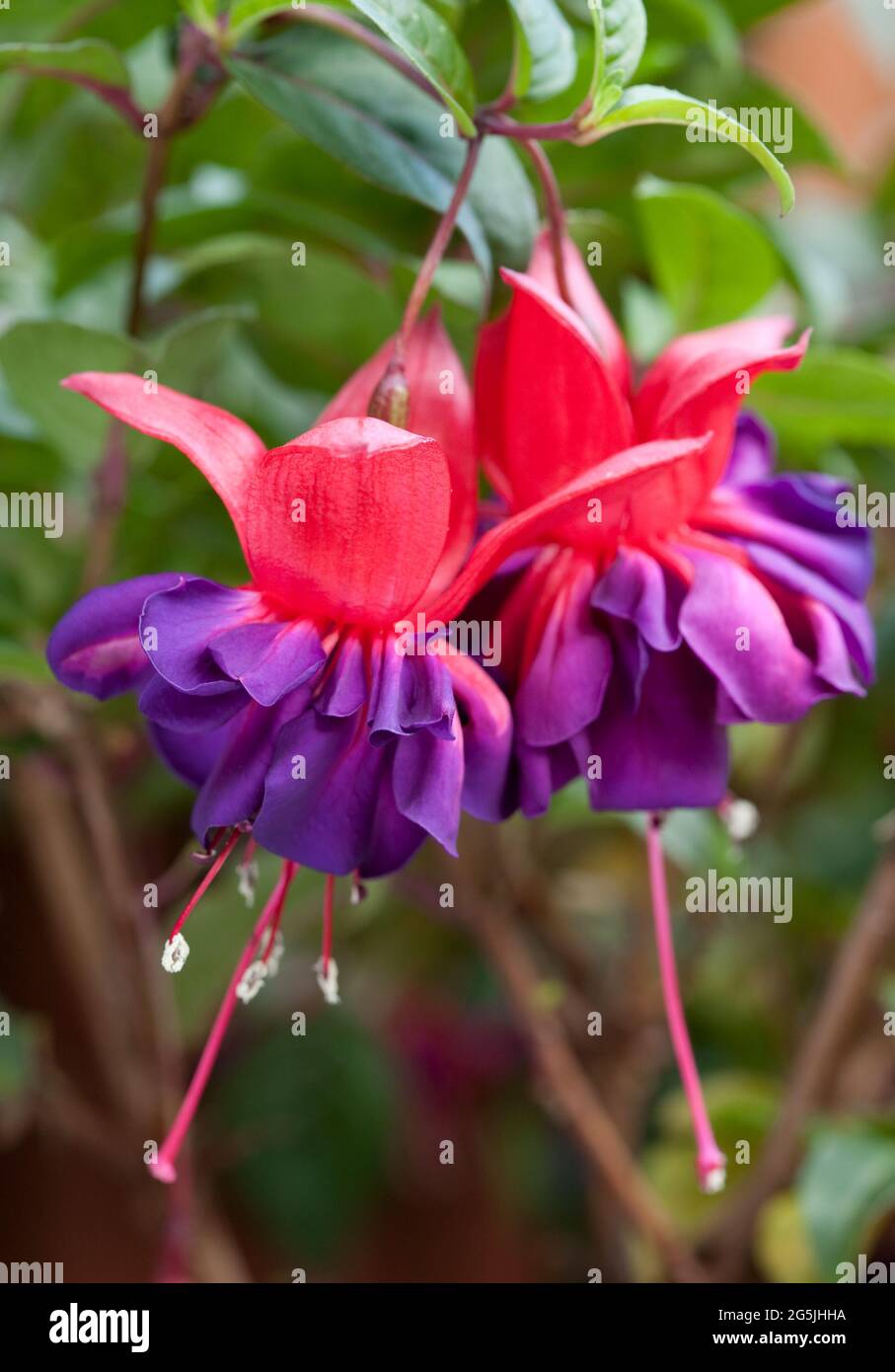 Fuchsia voodoo hi-res stock photography and images - Alamy