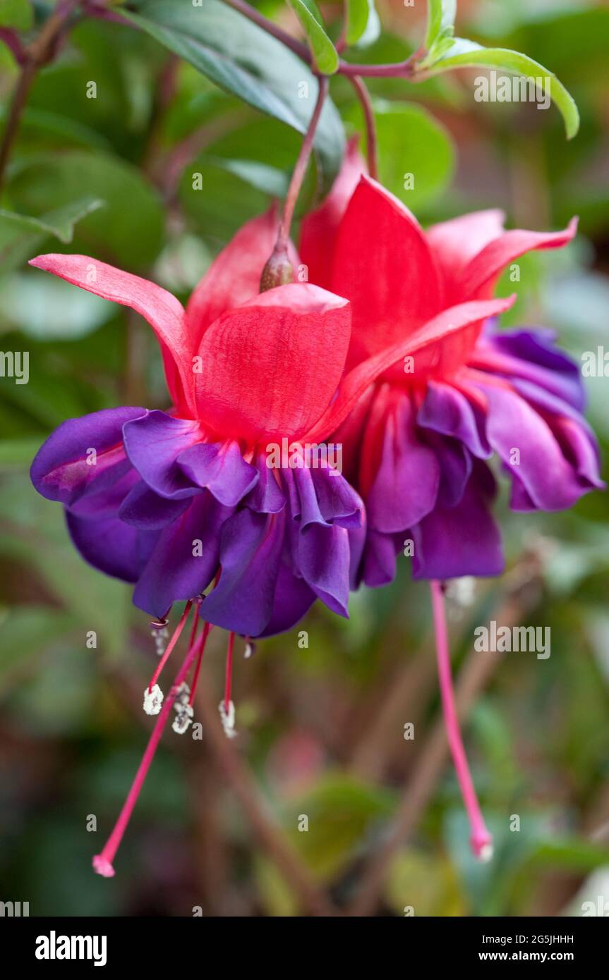 Fuchsia voodoo hi-res stock photography and images - Alamy