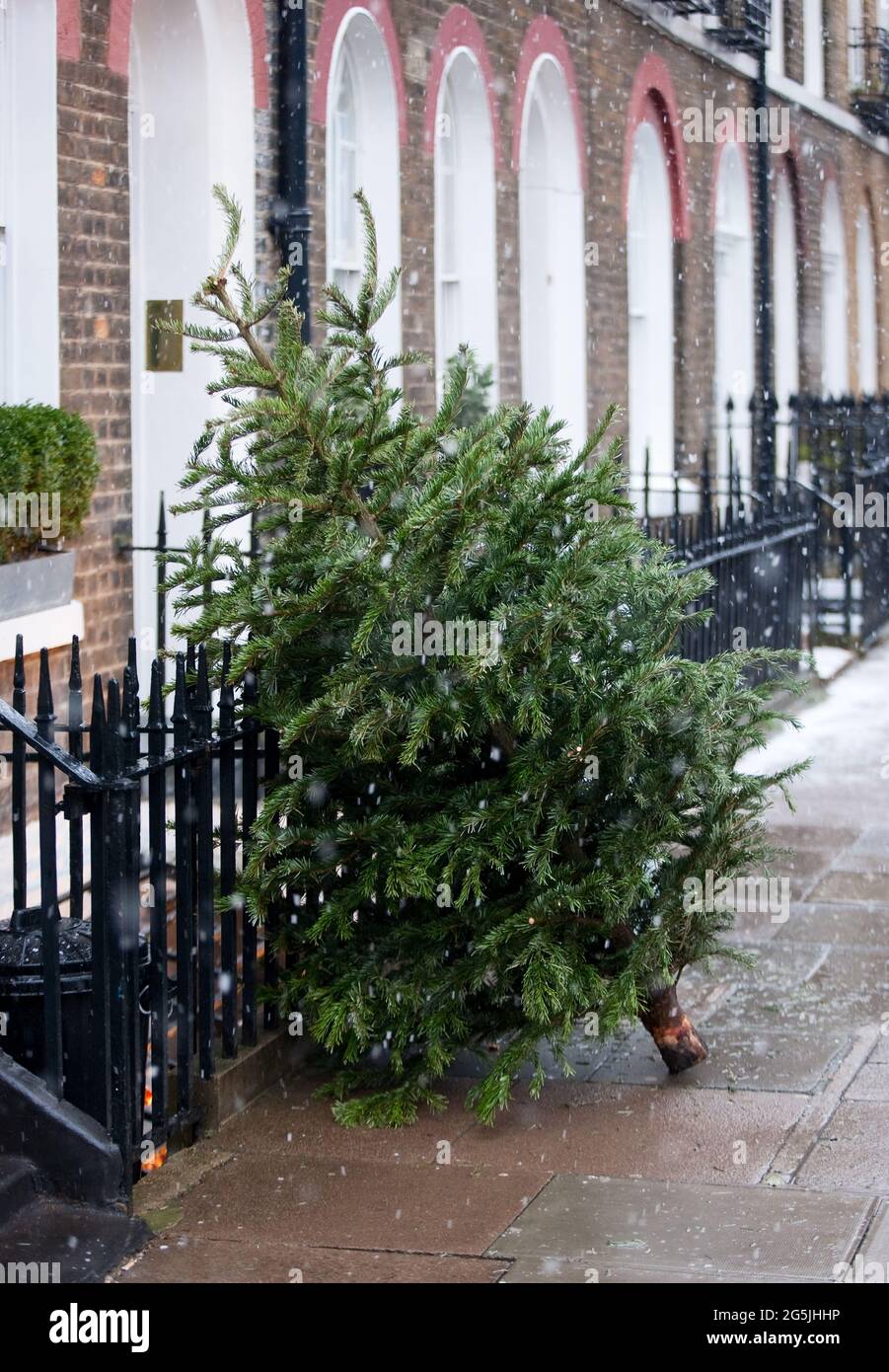 Christmas tree rubbish hi-res stock photography and images - Alamy