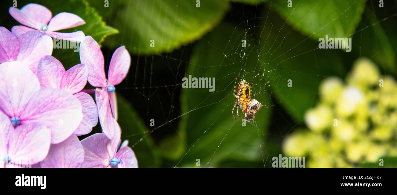 Closeup shot of a spider on a cobweb on flowers Stock Photo - Alamy
