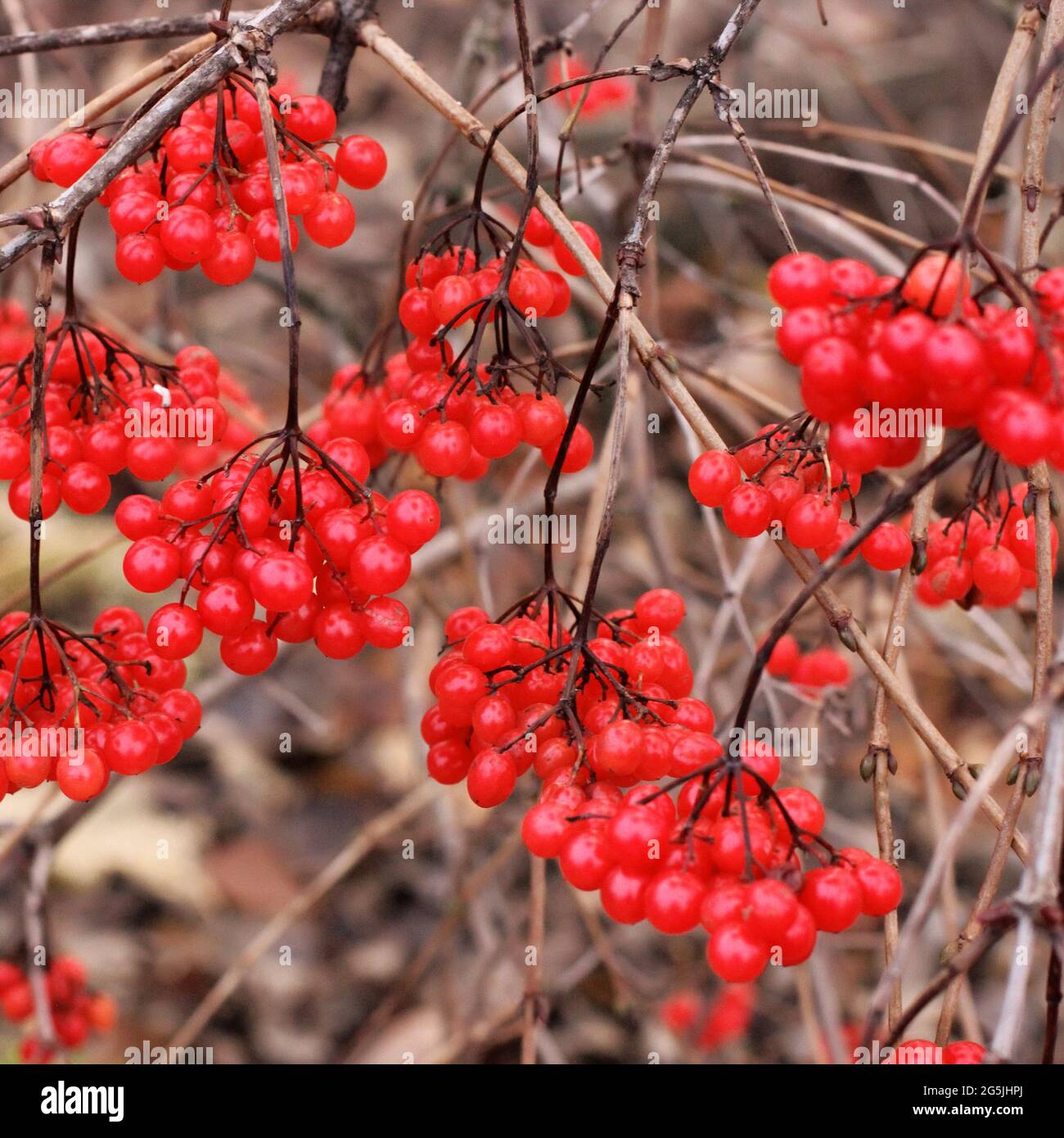 Viburnum. Red berries on a tree Stock Photo - Alamy