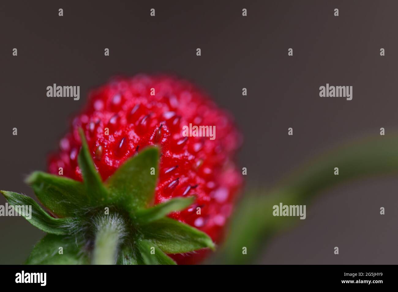 Strawberry stem hi-res stock photography and images - Alamy