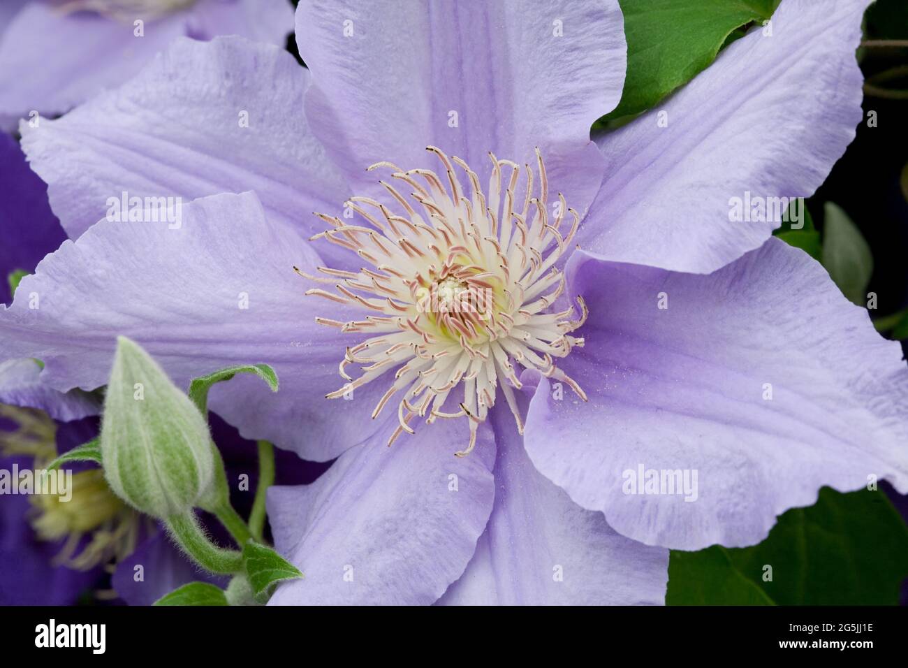 Clematis angelique hi-res stock photography and images - Alamy