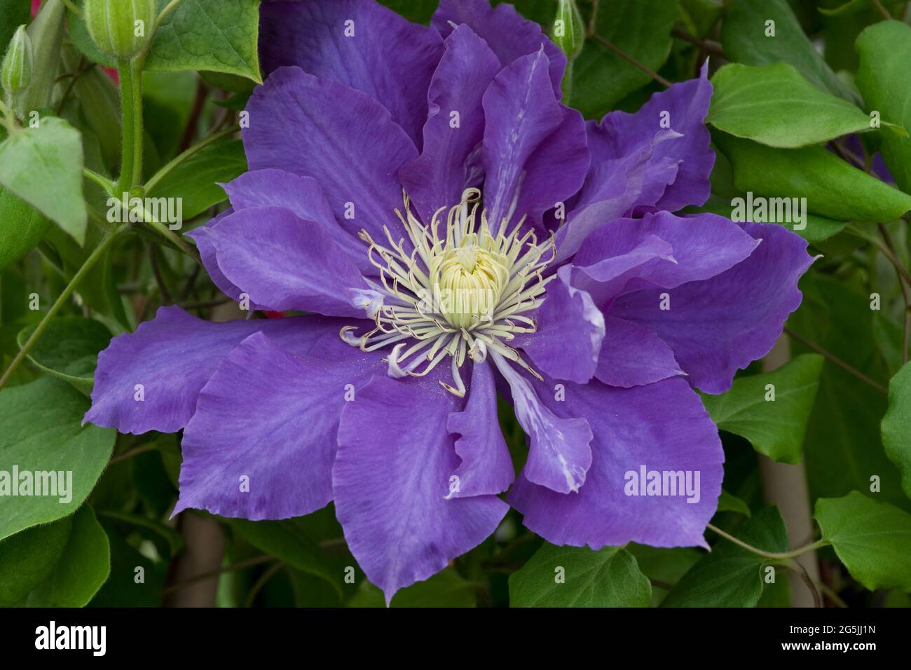 Clematis Chevalier High Resolution Stock Photography and Images - Alamy