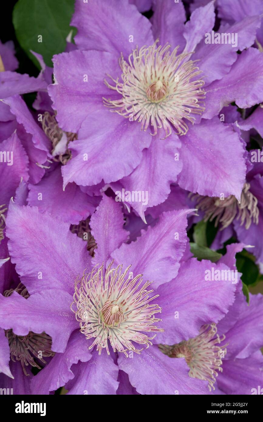 Bijou clematis hi-res stock photography and images - Alamy