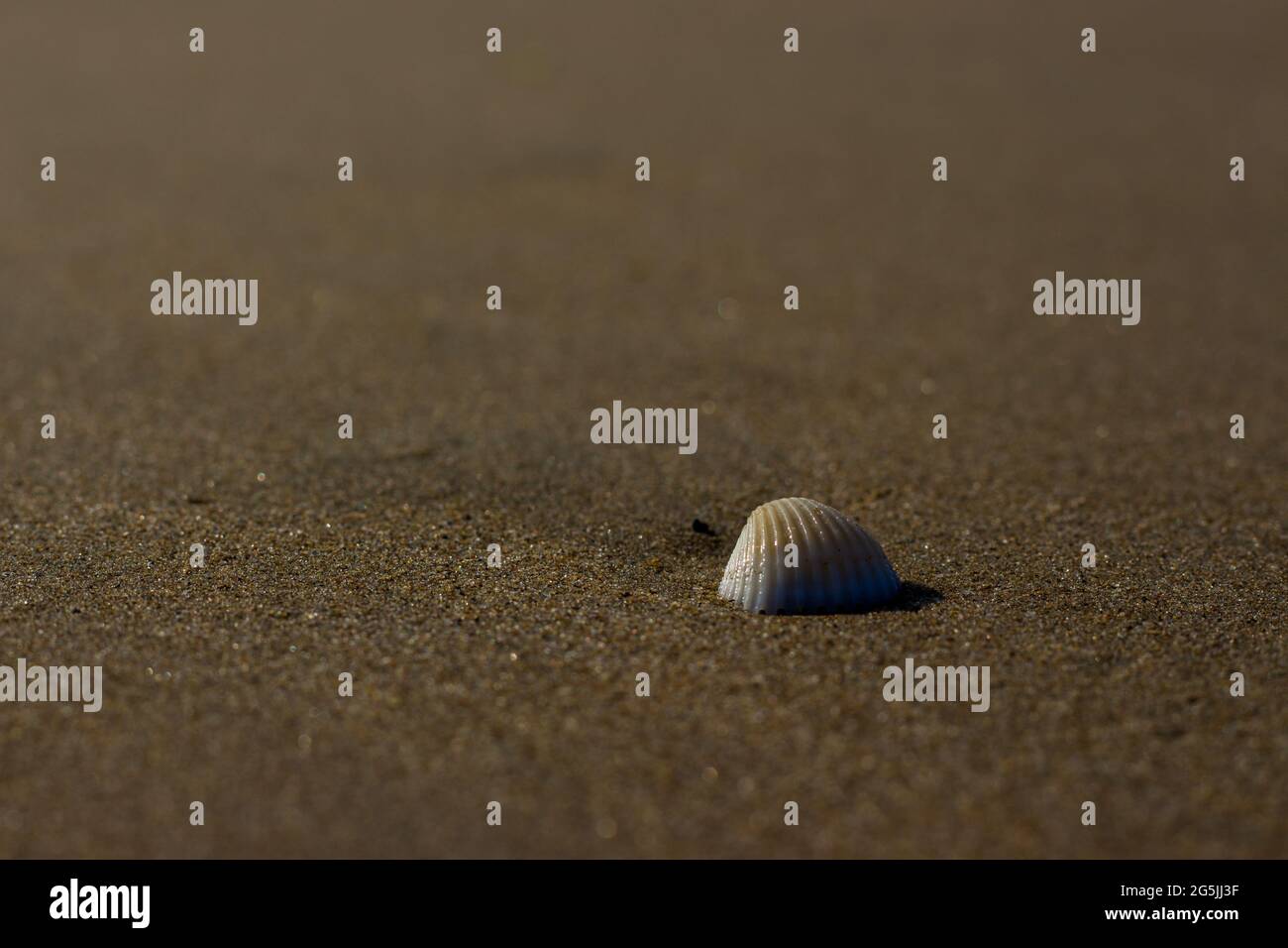 Silver style seashells on the beach sand Stock Photo - Alamy