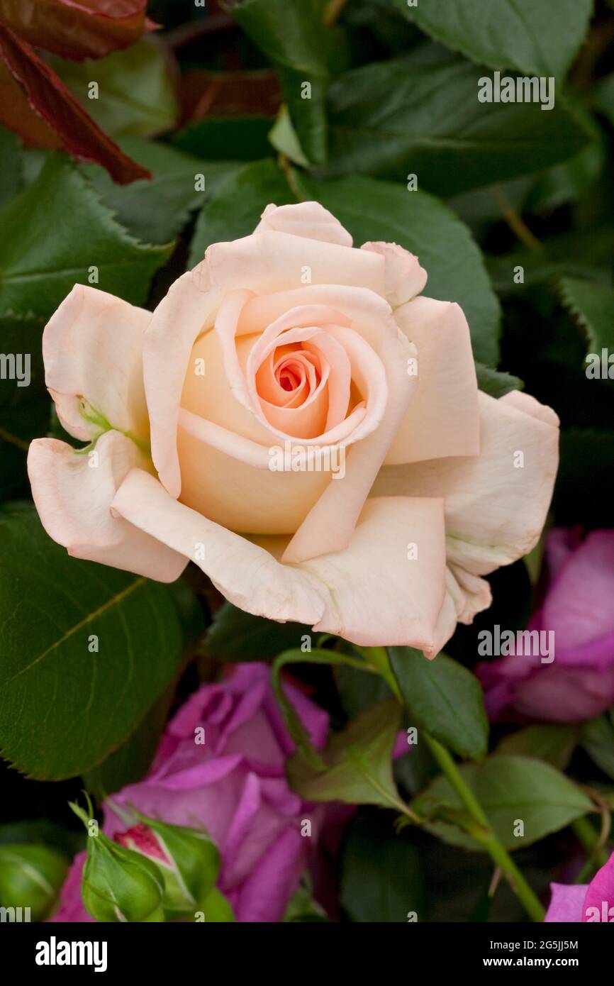 Rosa 'Bloom of Ruth' Stock Photo - Alamy
