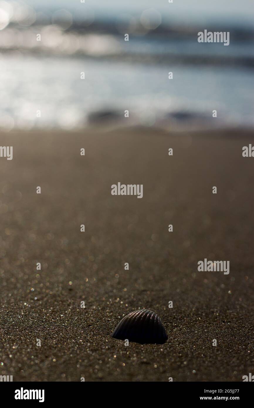Silver style seashells on the beach sand Stock Photo - Alamy