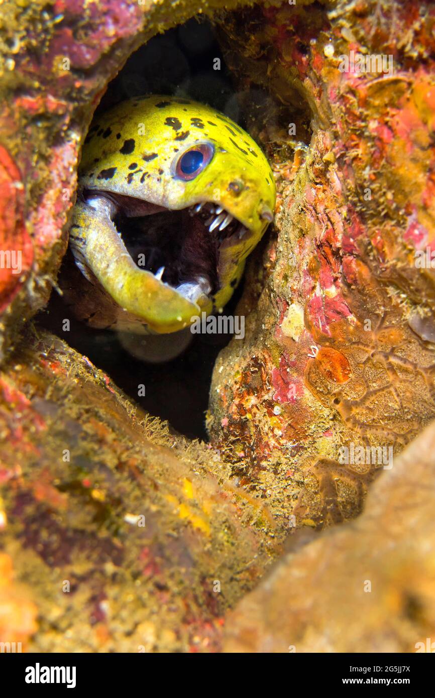 Spot-face Moray, Gymnothorax fimbriatus, Lembeh, North Sulawesi ...