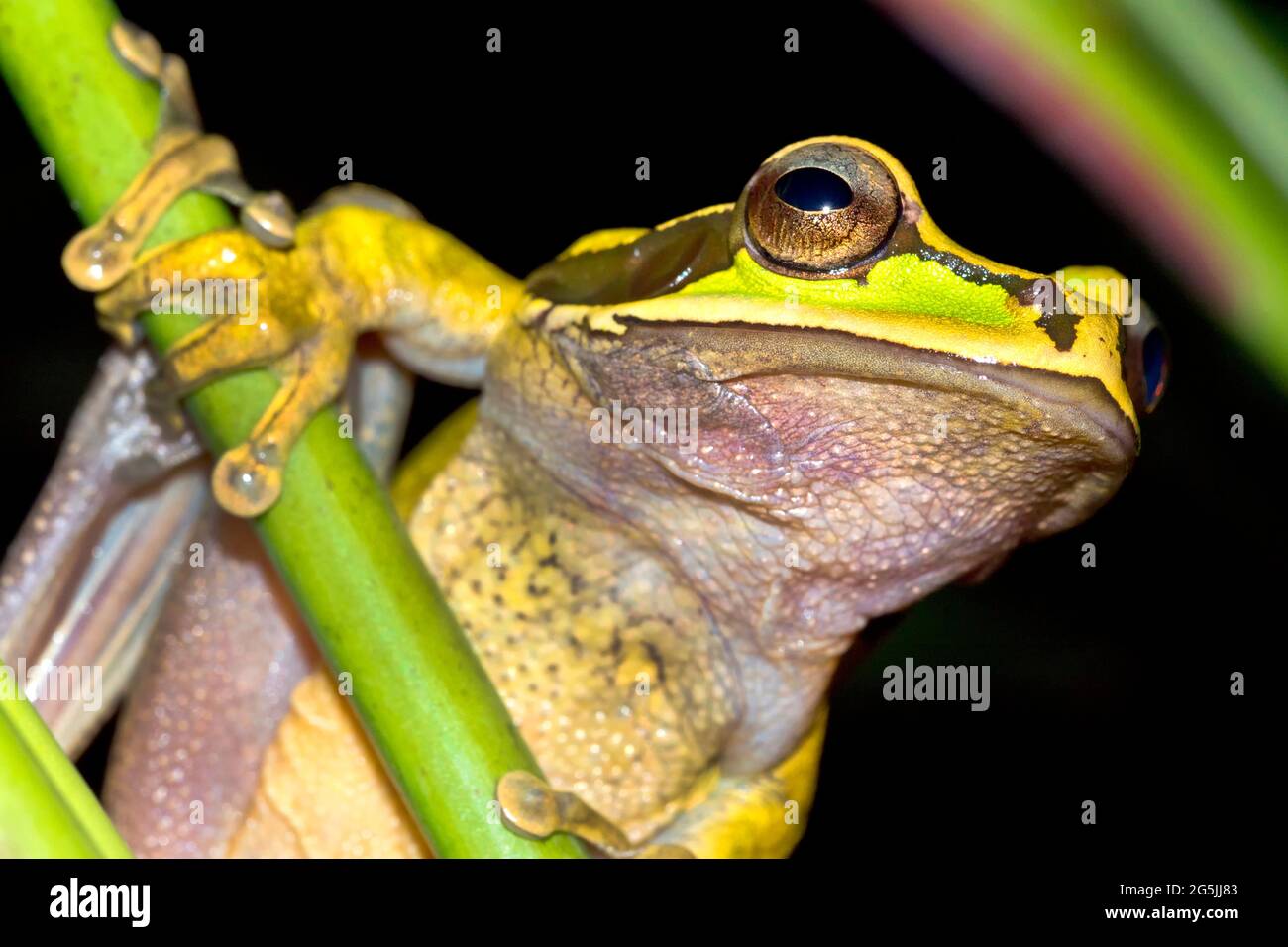 New Granada Cross-banded Tree Frog, Smilisca phaeota, Tropical ...