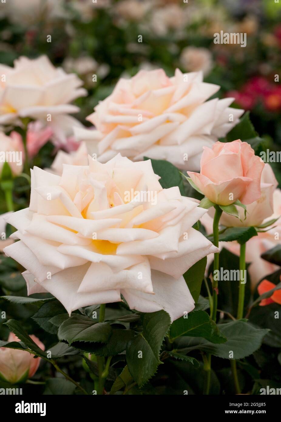 Harkness Roses Stand High Resolution Stock Photography and Images - Alamy