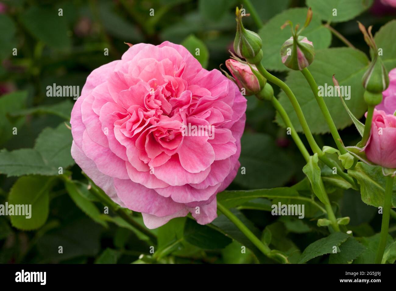 Rosa 'England's Rose' Stock Photo - Alamy