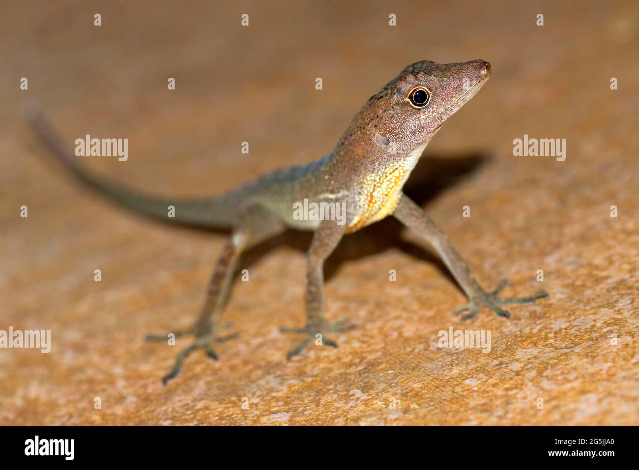 Anole Lizard, Anolis sp.,Tropical Rainforest, Corcovado National Park ...