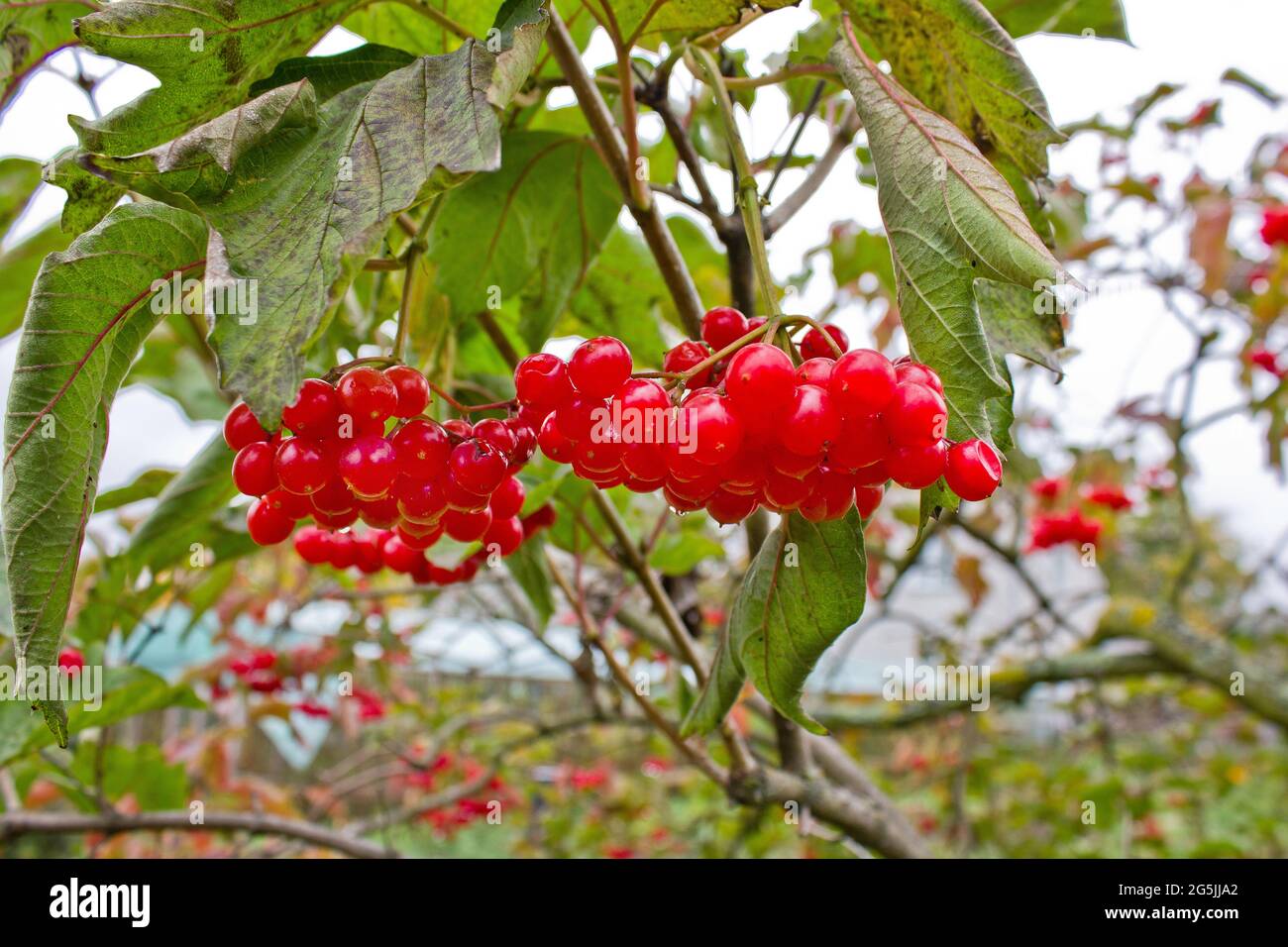 Viburnum. Red berries on a tree Stock Photo - Alamy