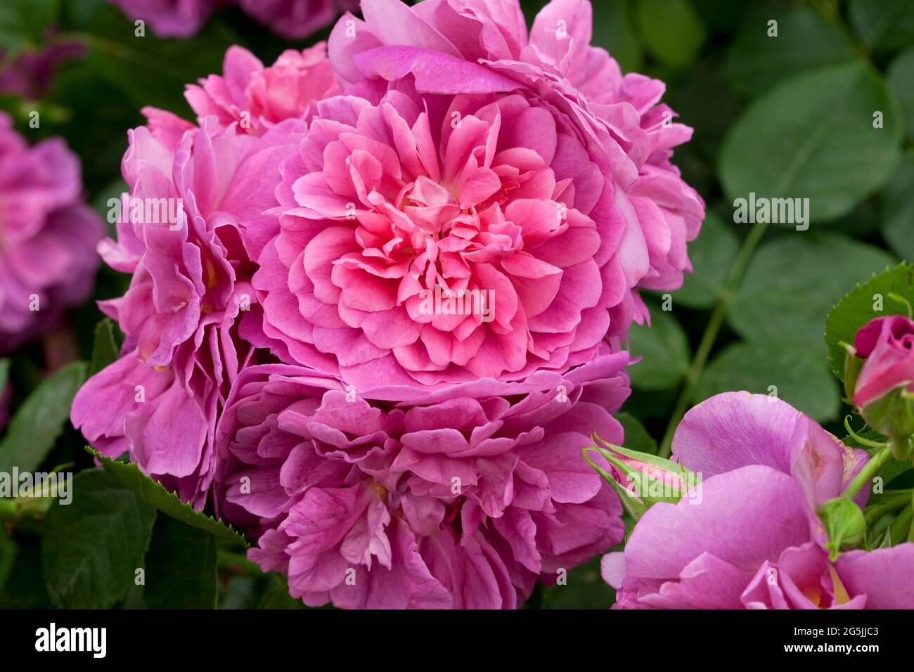 Rosa 'Princess Anne' Stock Photo - Alamy