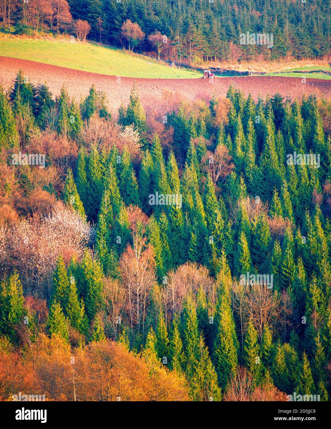 hillside farming, with forestry plantation Stock Photo - Alamy