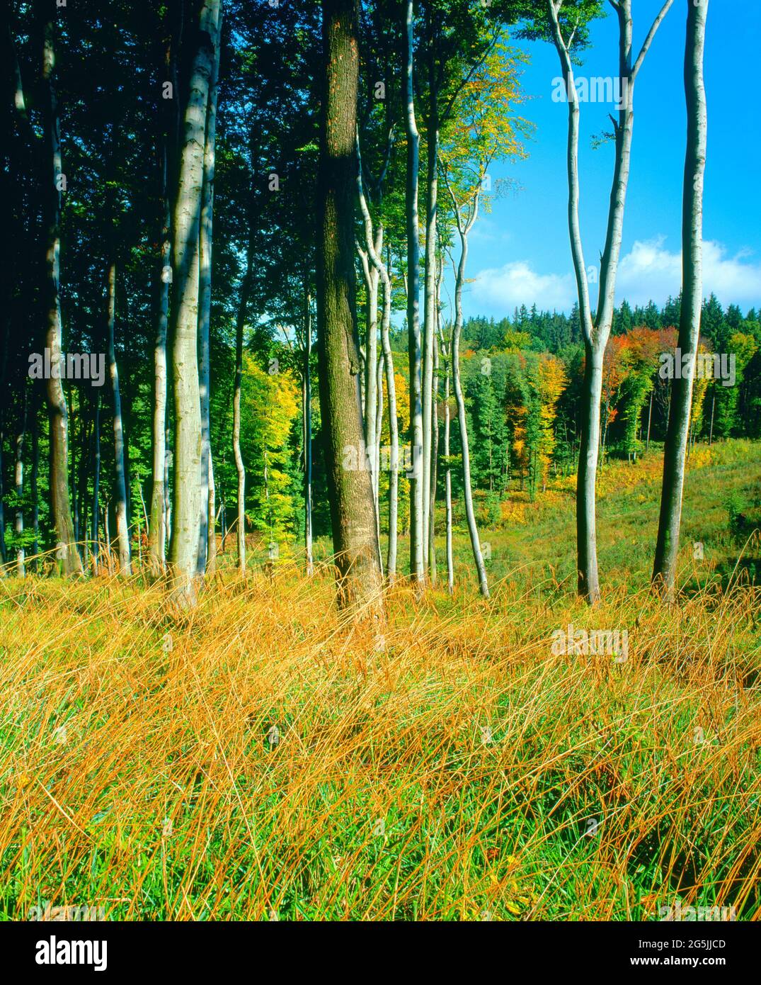 tall beeches, forestry Stock Photo - Alamy