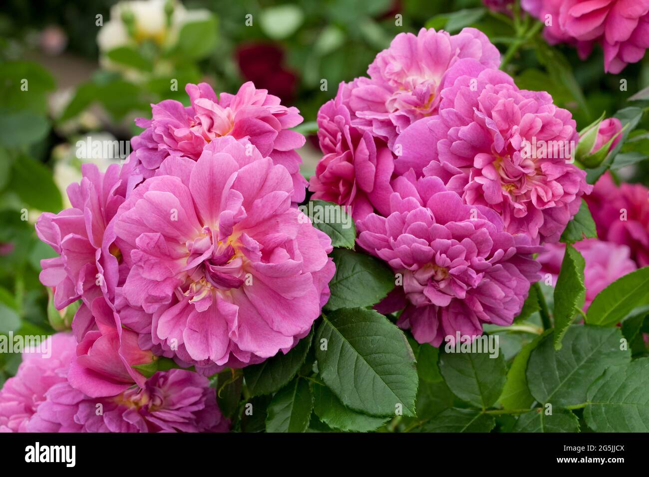 Rosa 'Princess Anne' Stock Photo - Alamy