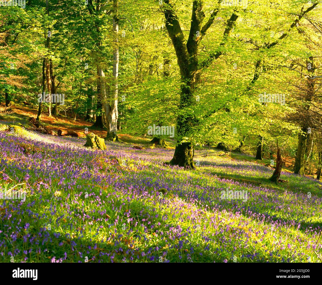 bluebells in beech forest, spring Stock Photo - Alamy