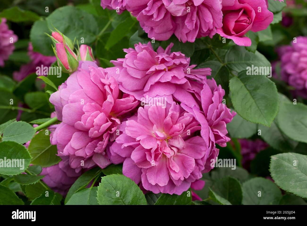 Rosa 'Princess Anne' Stock Photo - Alamy