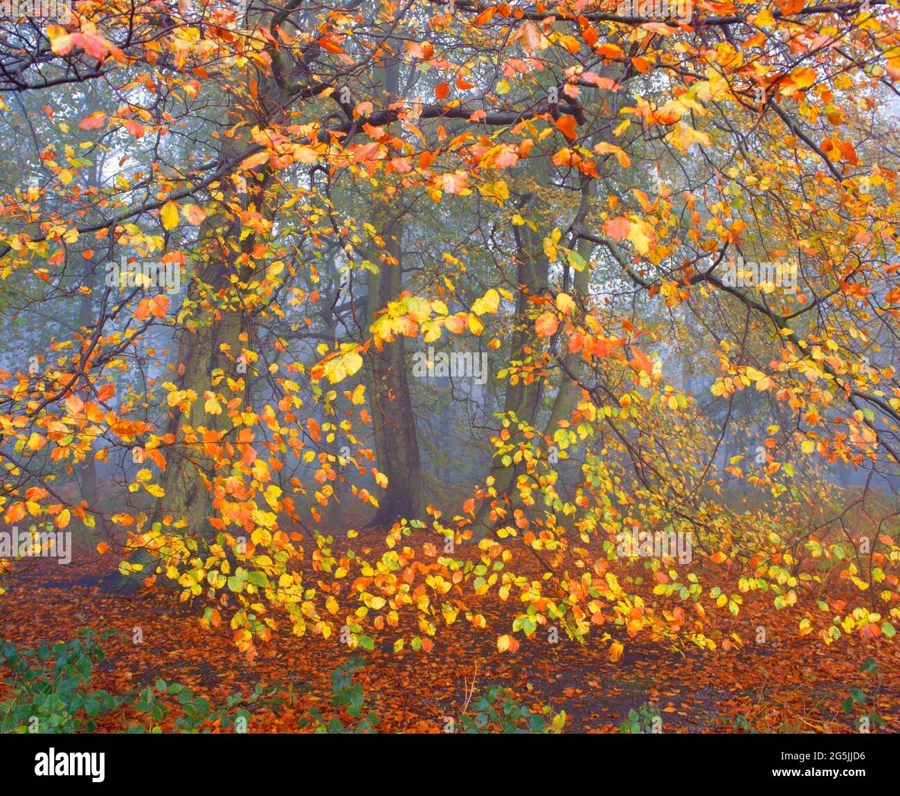 Decending branches hi-res stock photography and images - Alamy