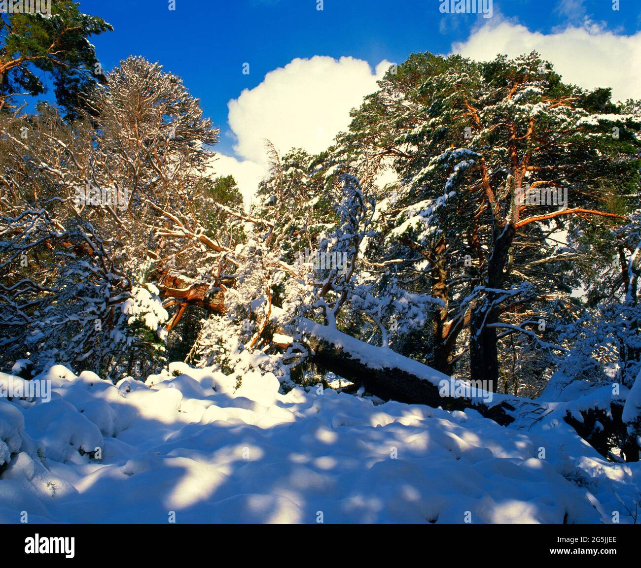 Scots pine, after heavy snow fall Stock Photo - Alamy