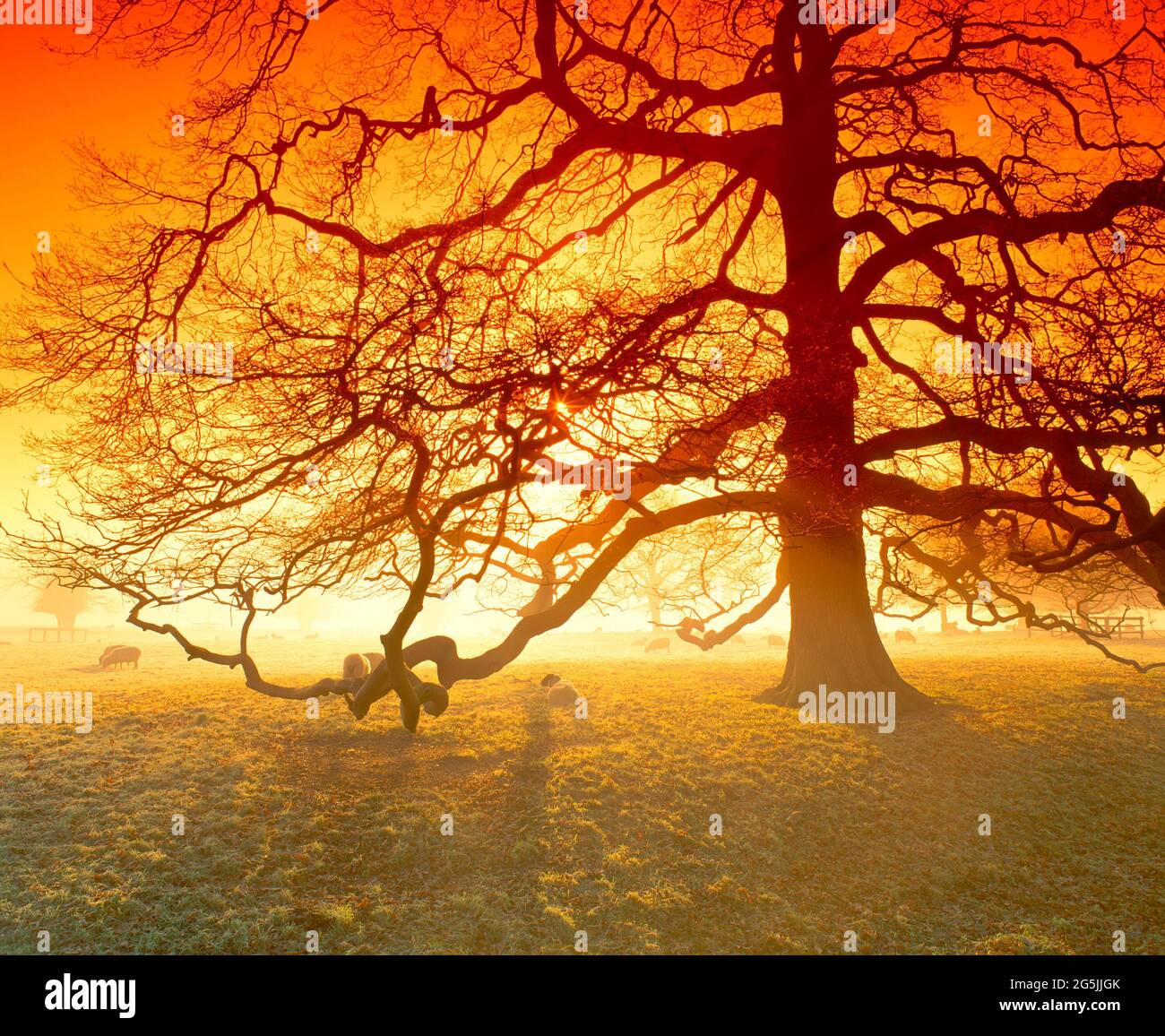 Mature spreading oak tree hi-res stock photography and images - Alamy