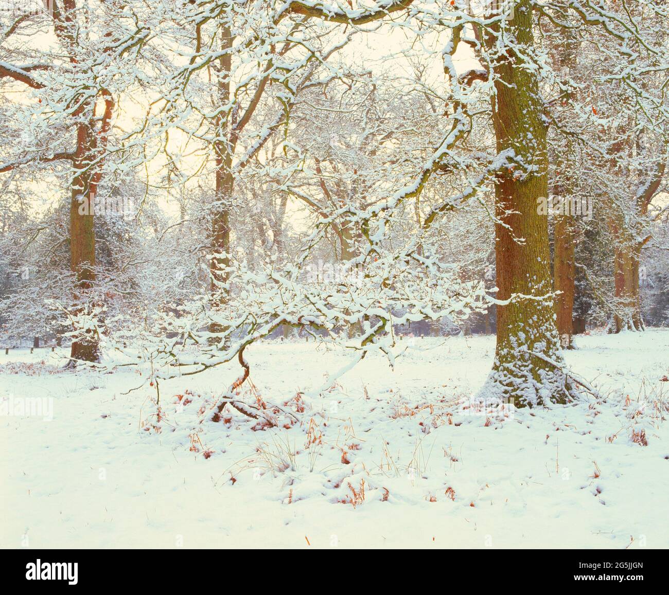 Blanket forestry hi-res stock photography and images - Alamy
