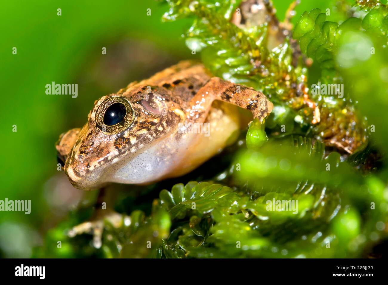 Tropical Frog, Craugastor noblei, Tropical Rainforest, Costa Rica ...