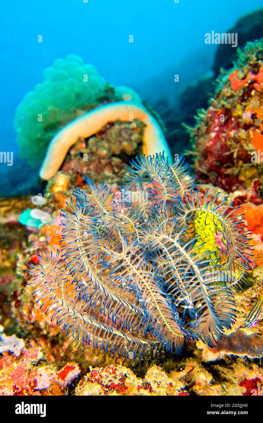 Crinoid habitat hi-res stock photography and images - Alamy