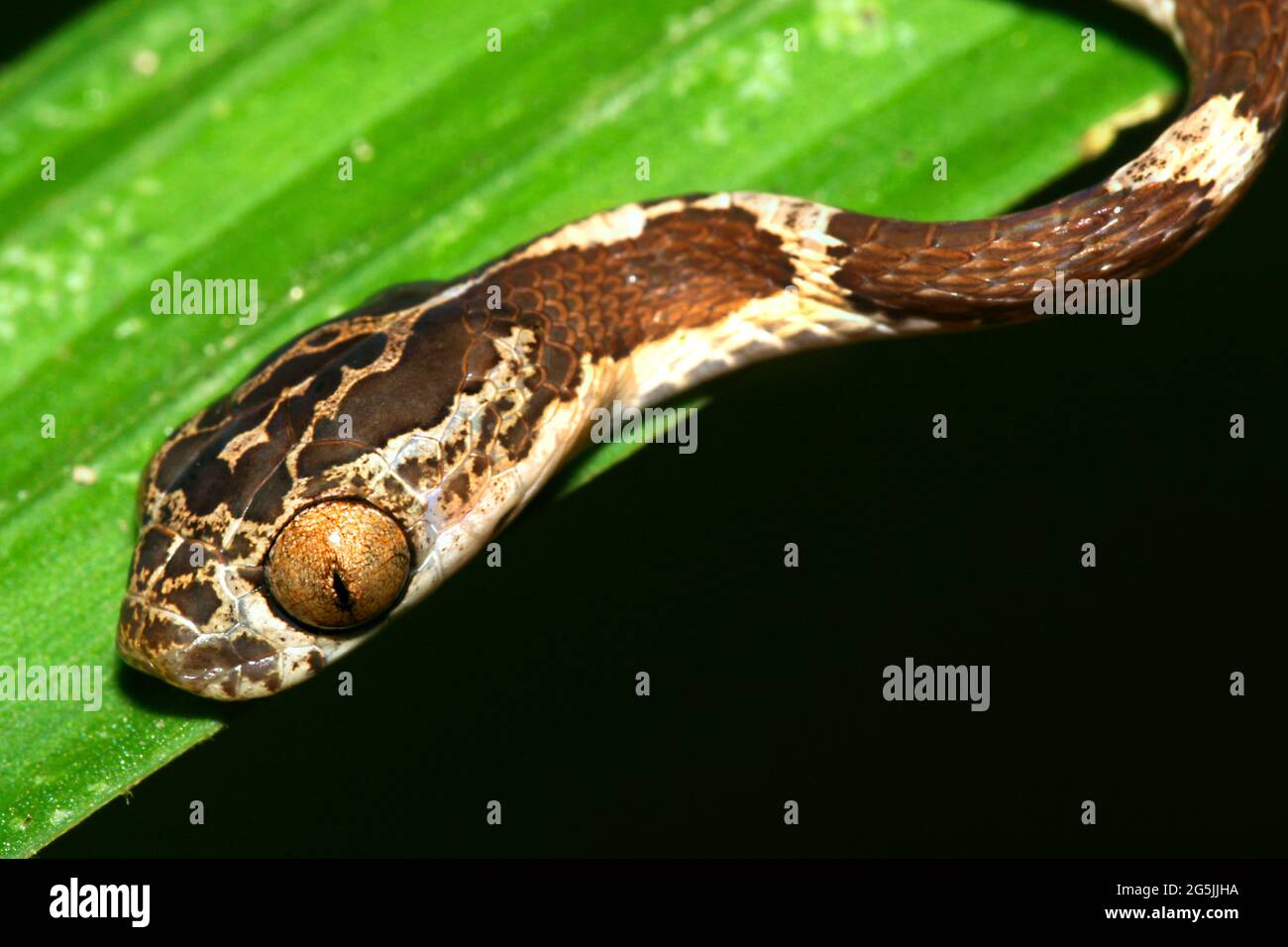 Blunthead Tree Snake, Imantodes cenchoa, Tropical Rainforest, Napo ...