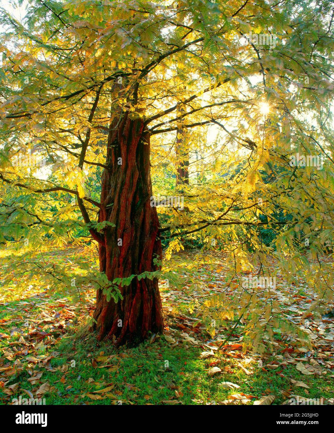 Rustic gnarled tree hi-res stock photography and images - Alamy