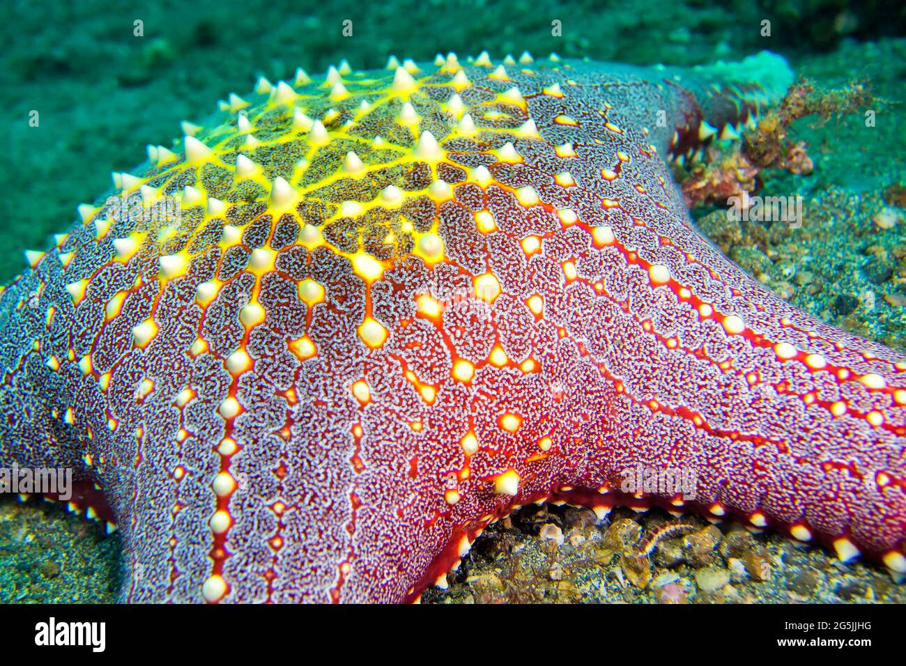 Sea Star, Red tubercled Sea Star, Pentaceraster sp., Lembeh, North Sulawesi, Indonesia, Asia ...