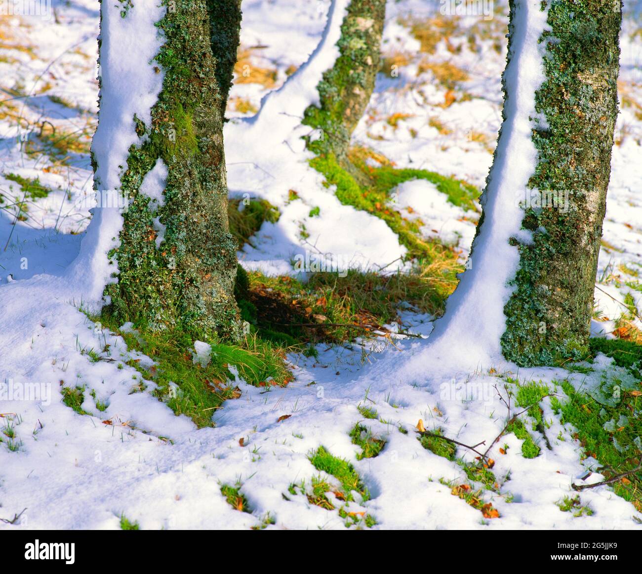birch trees, after snow fall Stock Photo - Alamy