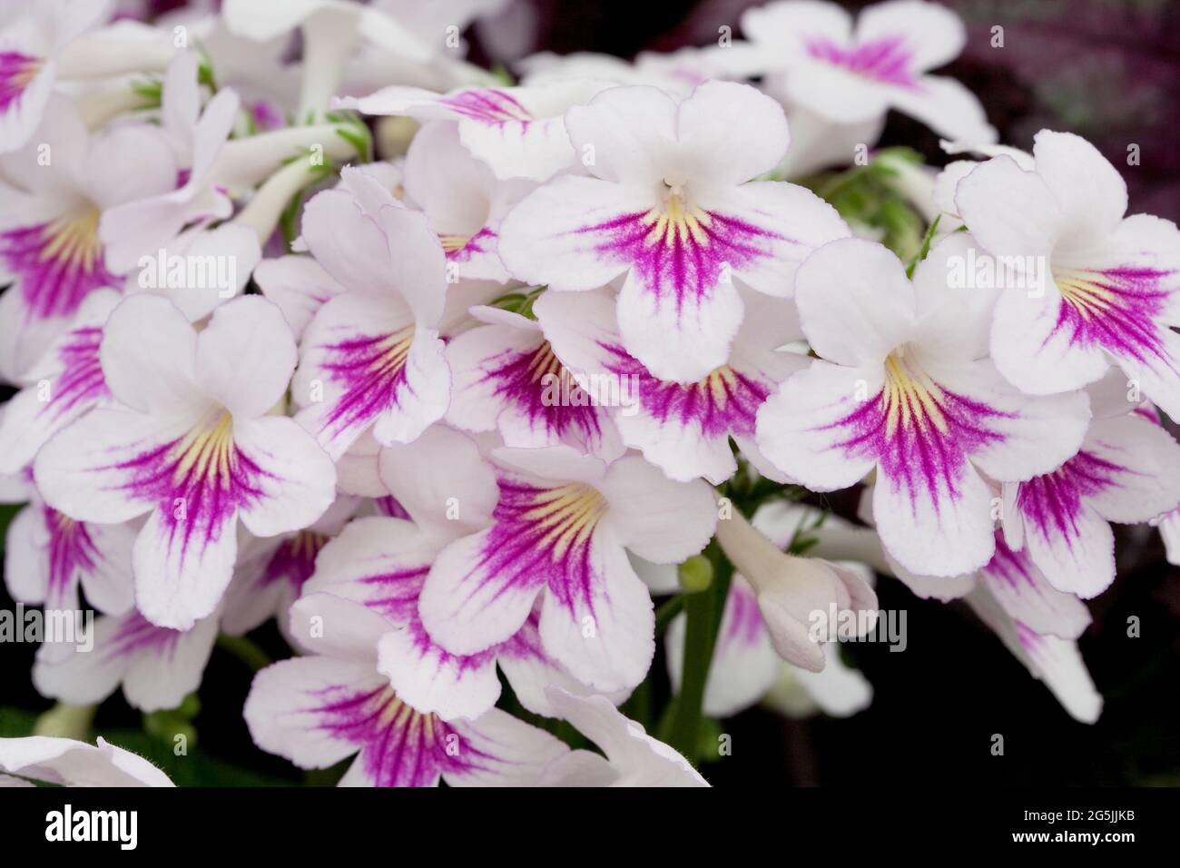 Myfanwy hi-res stock photography and images - Alamy