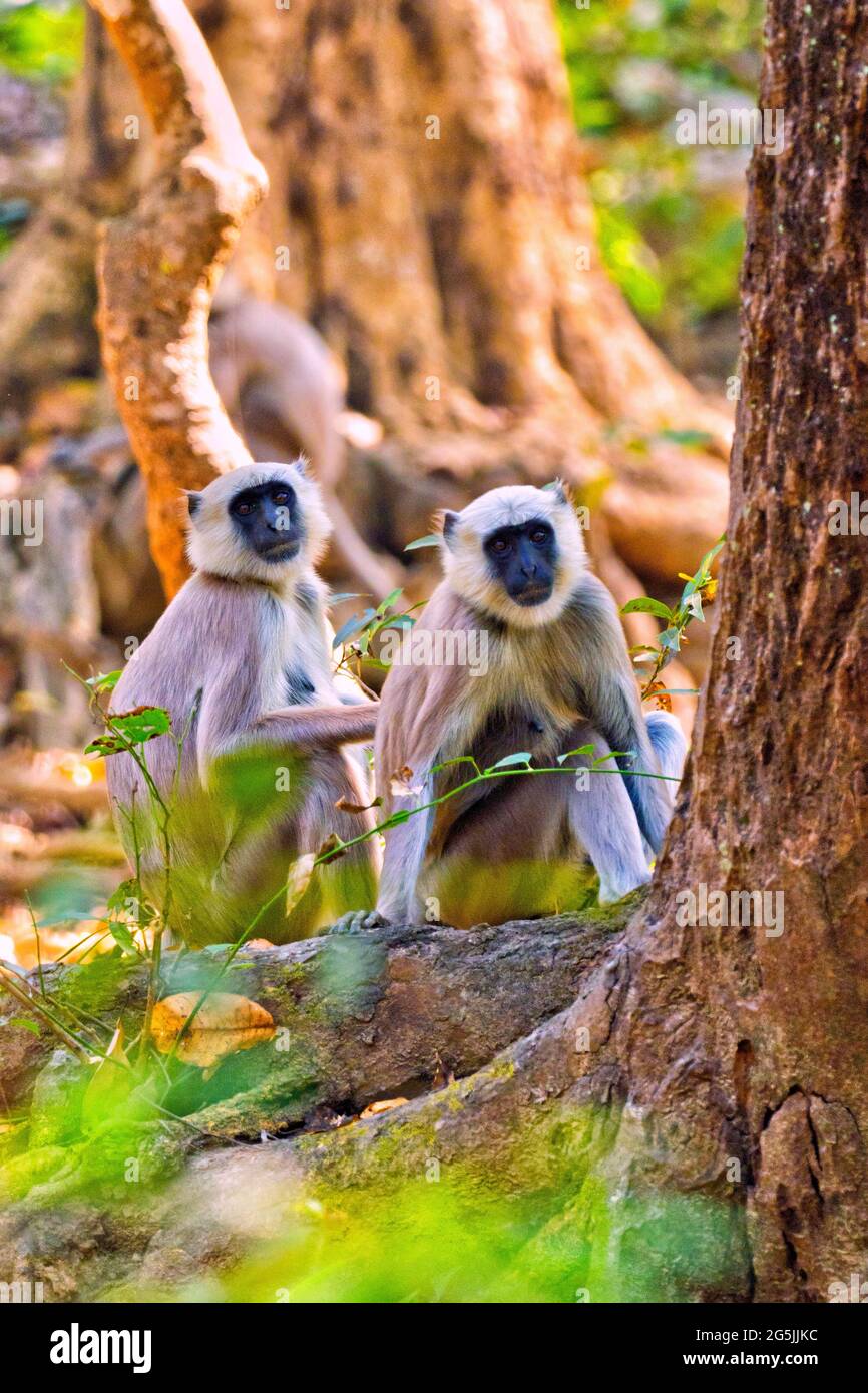 Tarai Gray Langur, Semnopithecus hector, Cercopithecidae, Royal Bardia ...